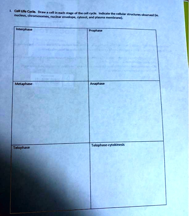 SOLVED: Draw a cell in each stage of the cell cycle. Indicate the ...
