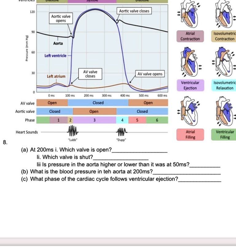 SOLVED: Aortic valve closes Aortic valve opens Atrial Isovolumetric ...