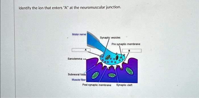 SOLVED: Identify the ion that enters "A" at the neuromuscular junction ...