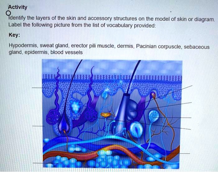 SOLVED: JActivity Identify the layers of the skin and accessory ...