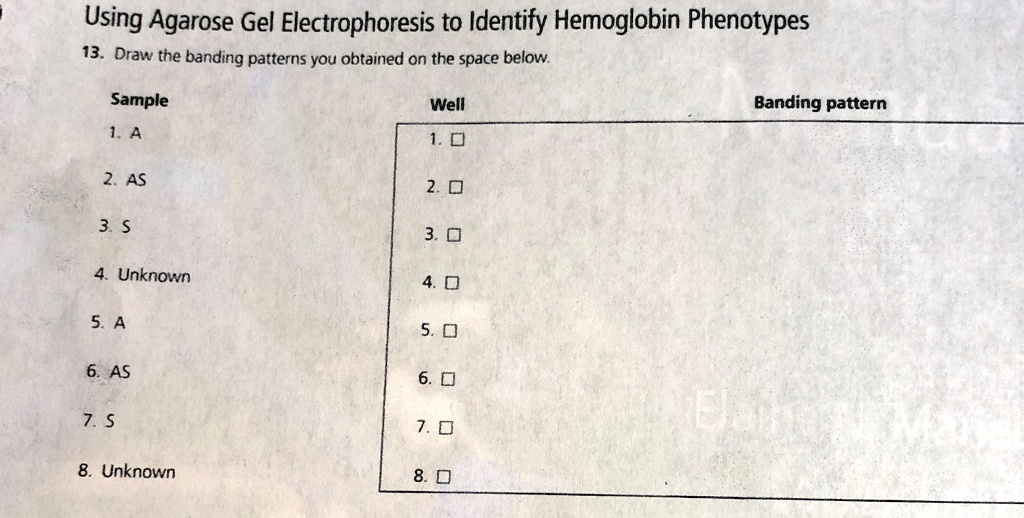 SOLVED: 'Using Agarose Gel Electrophoresis to Identify Hemoglobin ...