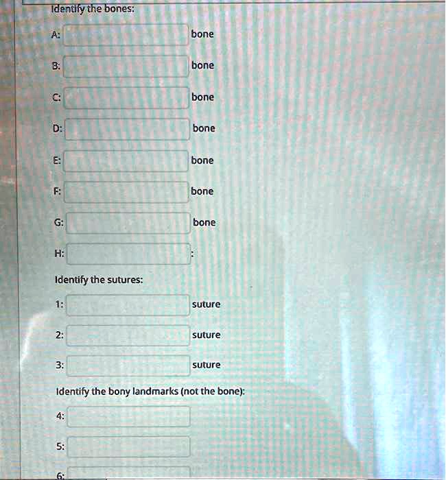 SOLVED: Identify the bones: bone bone bone bone bone bone bone Identify ...