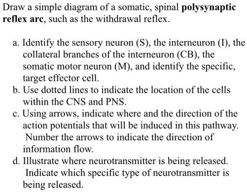 SOLVED: Draw a simple diagram of a somatic, spinal polysynaptic reflex arc, such as the ...