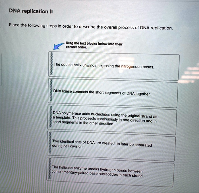 DNA replication II Place the following steps in order to describe the ...