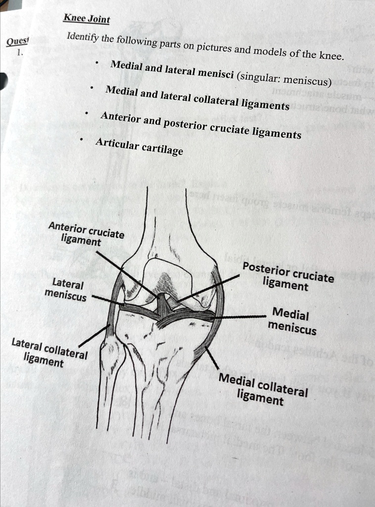 Knee Joint Identify the following parts on pictures and models of the ...