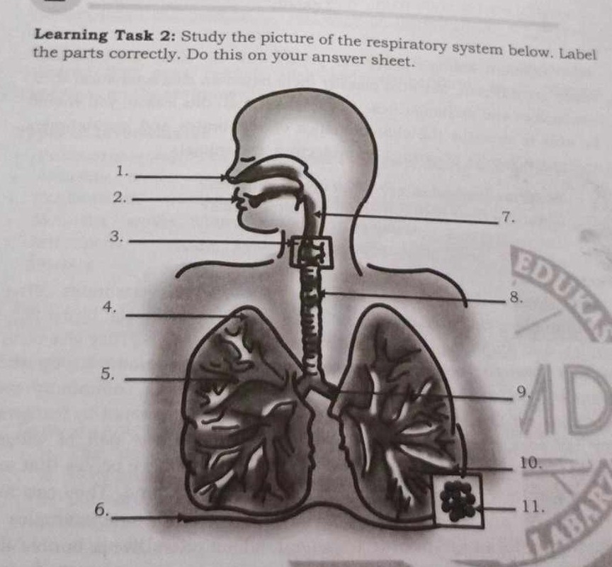 Learning Task 2: Study the picture of the respiratory system below ...