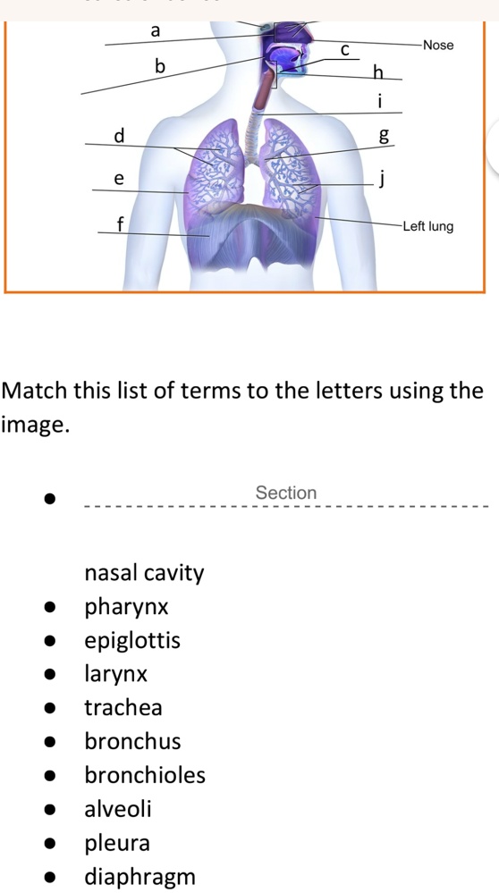 a nose c b h d g e left lung match this list of terms to the letters ...