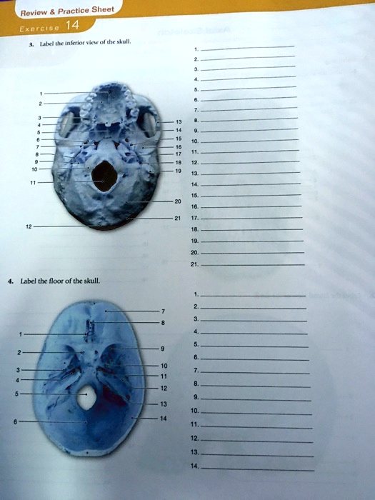review practice sheet exercise 14 3label the inferior view of the skull ... review practice sheet exercise 14 3label the inferior view of the skull ...