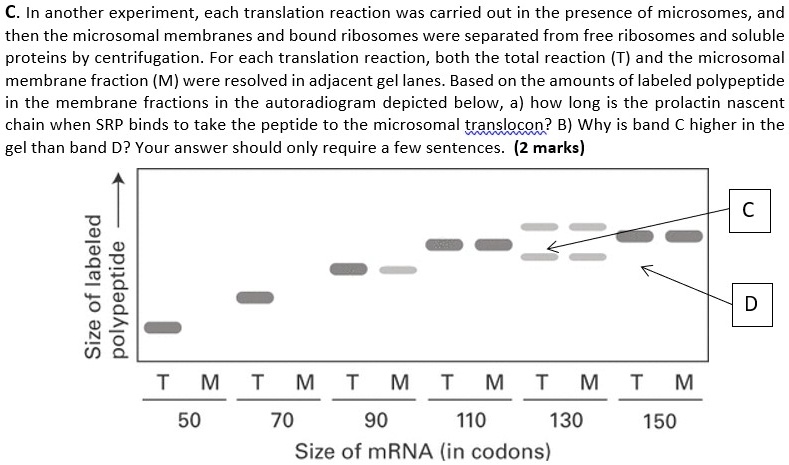 in another experiment each translation reaction was carried out in the ...