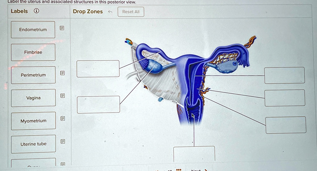 label the uterus and associated structures in this posterior view labels drop zones endometrium ...