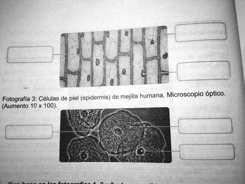 SOLVED: Ayúdenme por favor la necesito responder Fotografía 3: Células ... SOLVED: Ayúdenme por favor la necesito responder Fotografía 3: Células ...