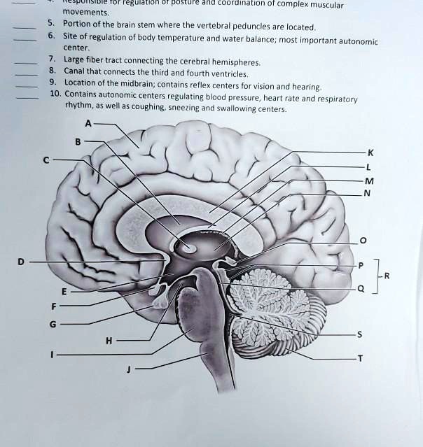 movements. 5. Portion of the brain stem where the vertebral peduncles ...