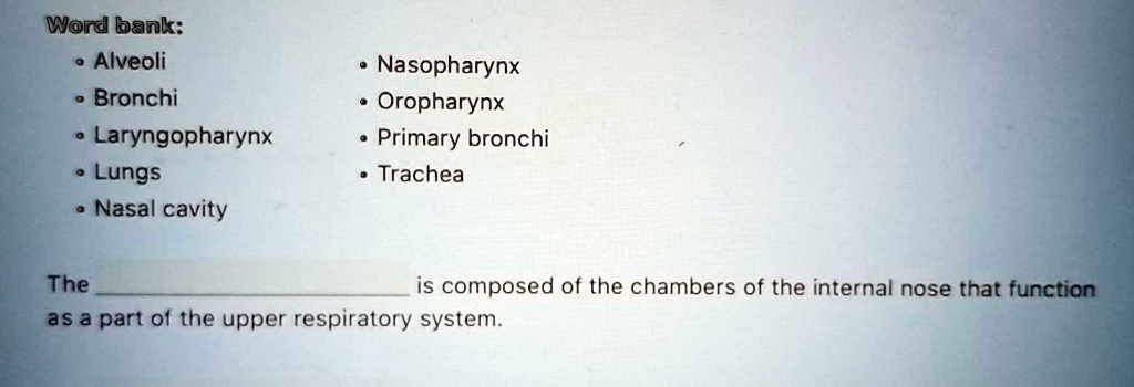 Word bank: • Alveoli • Bronchi • Laryngopharynx • Lungs • Nasal cavity ...