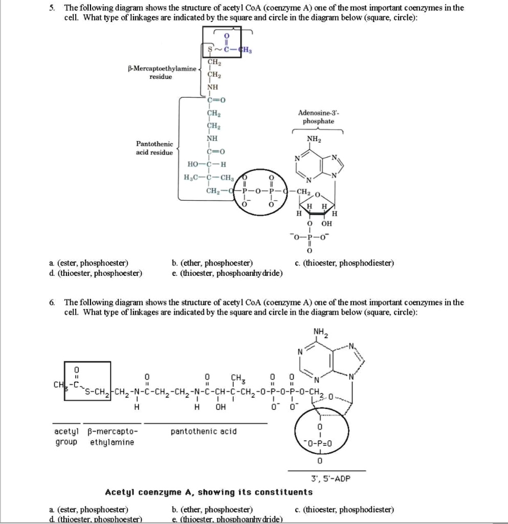 The following diagrarn shows the structure of acety coa...
