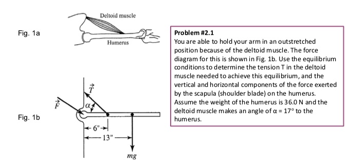 SOLVED: Deltoid musele Fig: Ia Problem #2.1 You are able to hold vour ...
