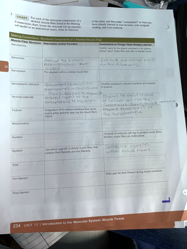 12 2. CHART For each of the structural components of a skeletal muscle ...