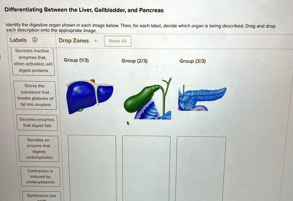 Differentiating Between the Liver, Gallbladder, and Pancreas Identify ...