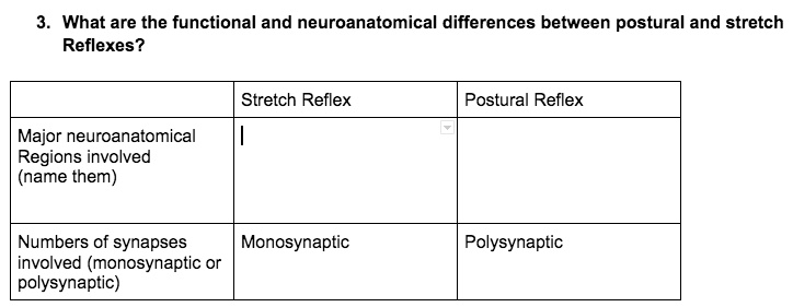 SOLVED: What are the functional and neuroanatomical differences between ...