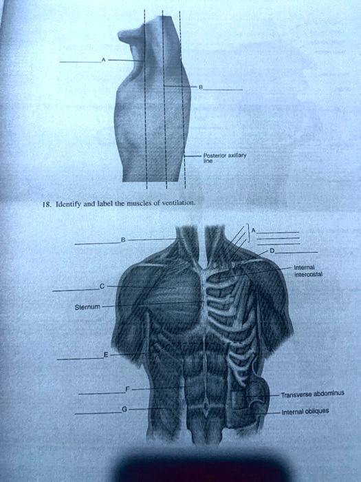 18. Identify and label the muscles of ventilation. Sternum B G B ...