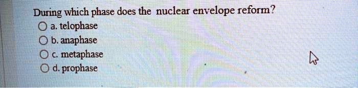 SOLVED: During which phase does the nuclear envelope reform? O a ...