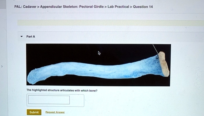 SOLVED: PAL: Cadaver > Appendicular Skeleton: Pectoral Girdle > Lab Practical > Question 14 Part ...