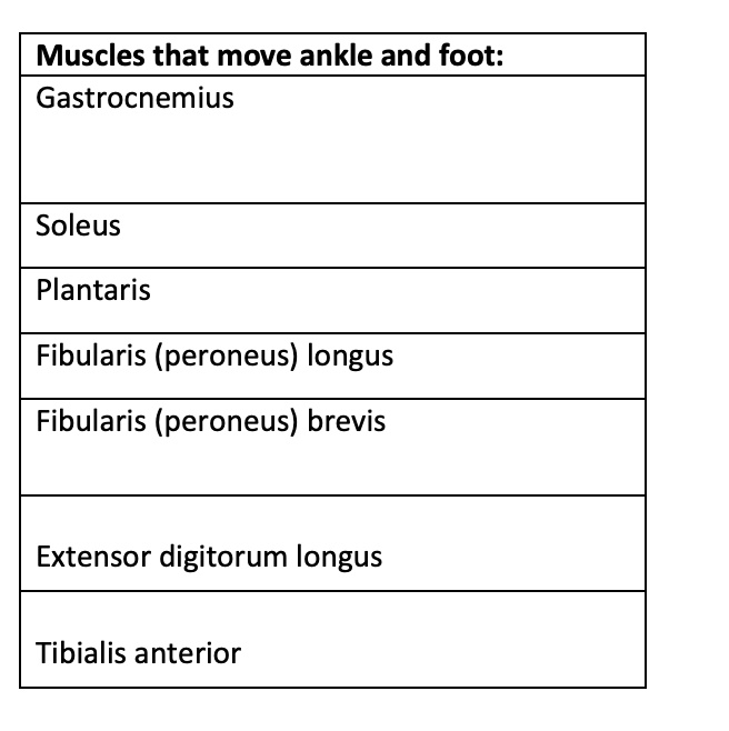 Muscles that move ankle and foot: Gastrocnemius Soleus Plantaris ...