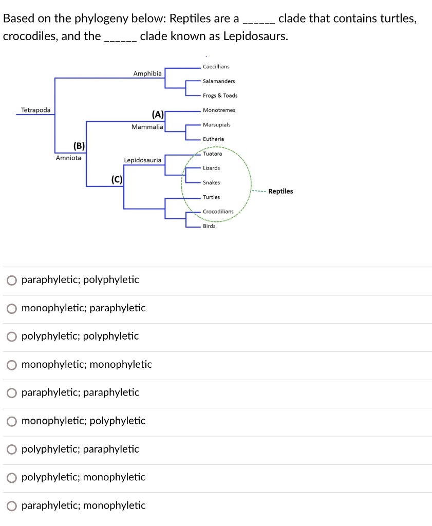 Based on the phylogeny below: Reptiles are a clade that contains ...