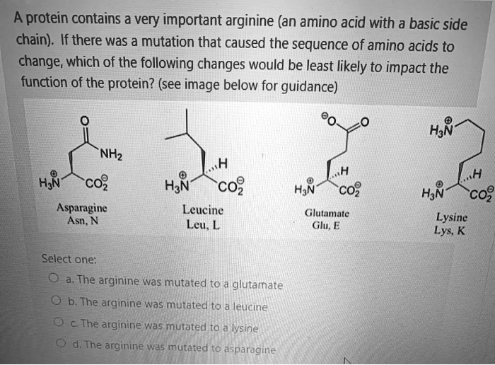 a protein contains a very important arginine an amino acid with a basic side chain if there was ...