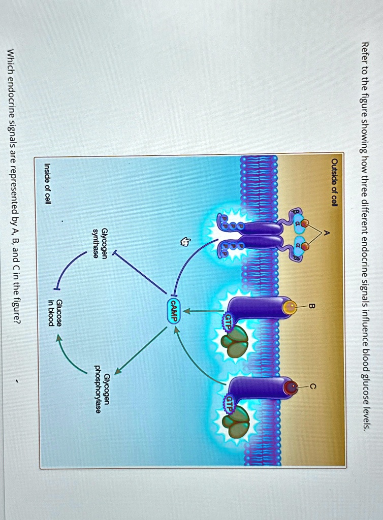 Refer to the figure showing how three different endocrine signals ...