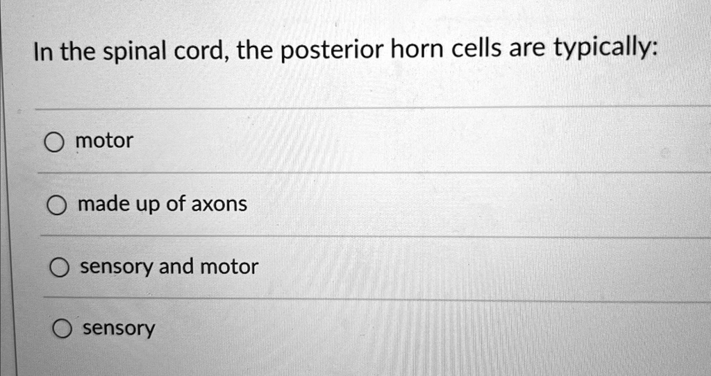 in the spinal cord the posterior horn cells are typically motor made up ...