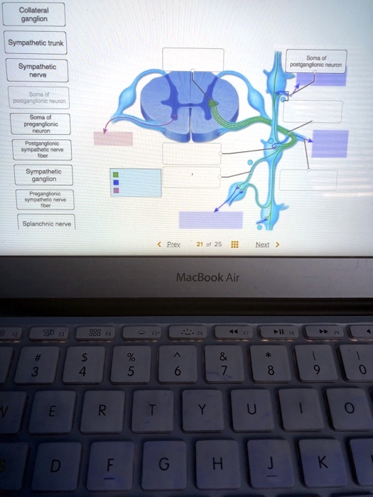 SOLVED: Click and drag the labels to identify the neural pathways of ...