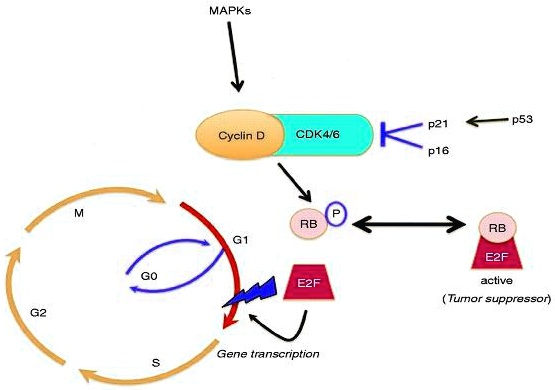 MAPKs Cyclin D CDK4/6 p21 p53 p16 RB P RB E2F E2F active (Tumor ...