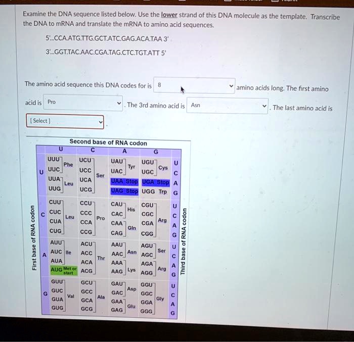 SOLVED: Examine the DNA sequence listed below: Use the lower strand of ...
