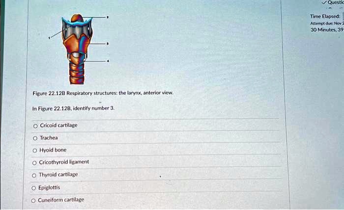 Figure 22.12B Respiratory structures: the larynx, anterior view. In ...
