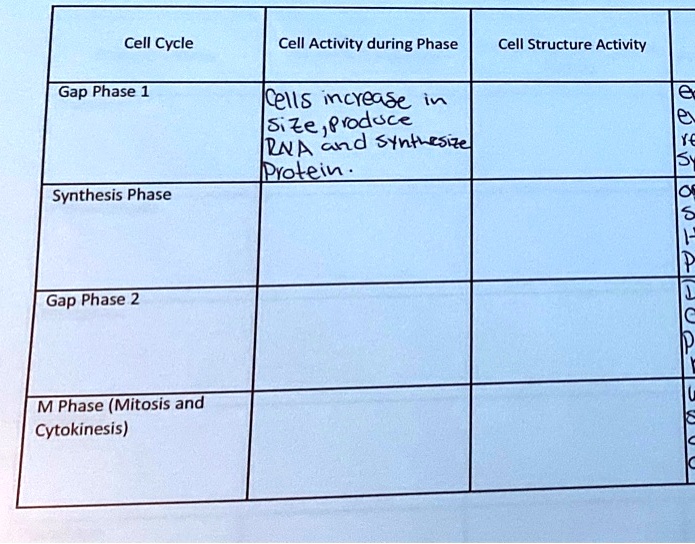 SOLVED:Cell Cycle Cell Activity during Phase Cell Structure Activity ...