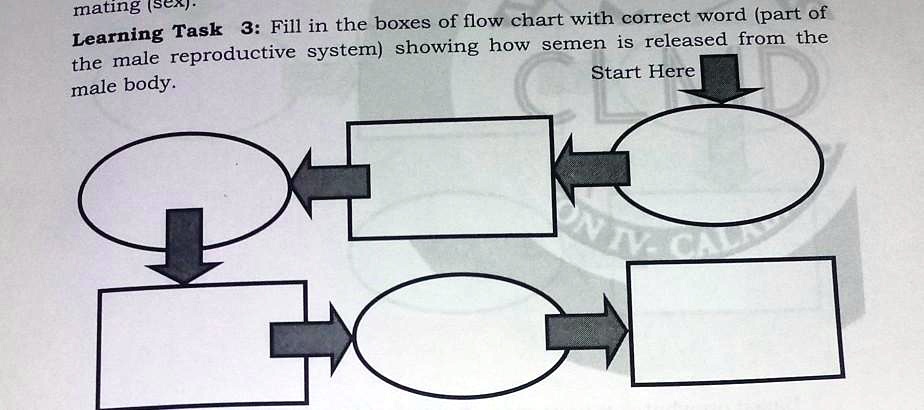 SOLVED: LEARNING TASK 3: FILL IN THE BOXES OF FLOW CHART WITH CORRECT WORD (PART OF THE MALE ...