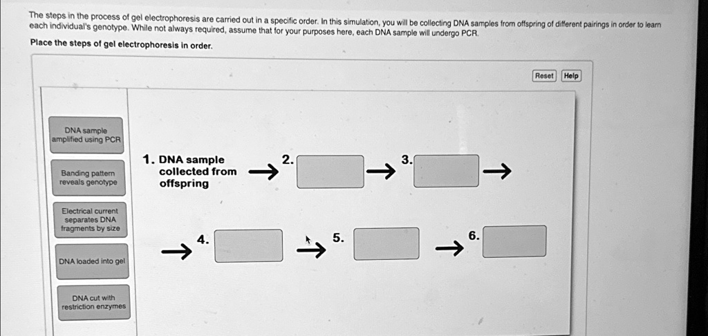 SOLVED: The steps in the process of gel electrophoresis are carried out ... SOLVED: The steps in the process of gel electrophoresis are carried out ...
