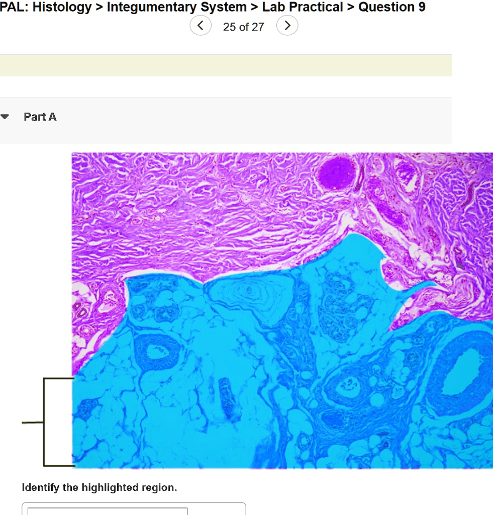 PAL: Histology > Integumentary System > Lab Practical > Question 9 Part ...