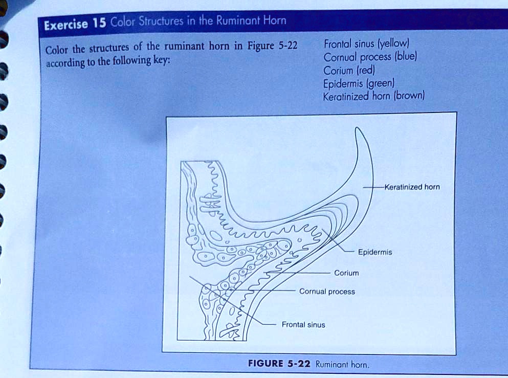 Exercise 15 Color Structures in the Ruminant Horn Color the structures ...