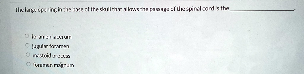 the large opening in the base of the skull that allows the passage of ...