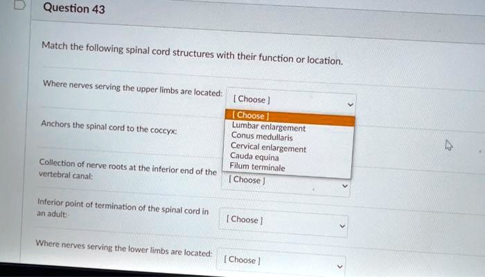 SOLVED: Match the following spinal cord structures with their function or location. Where nerves ...