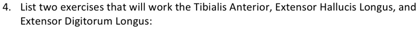 SOLVED: List two exercises that will work the Tibialis Anterior ...