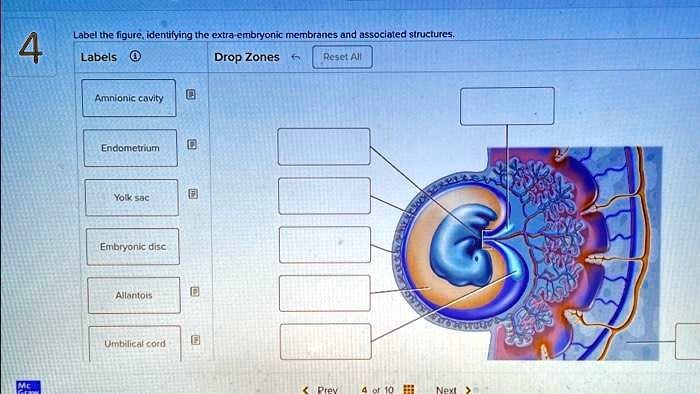 Label the figure identifying the extra-embryonic membranes and ...