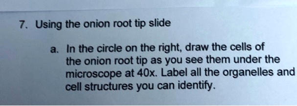 7. Using the onion root tip slide a. In the circle on the right, draw ...