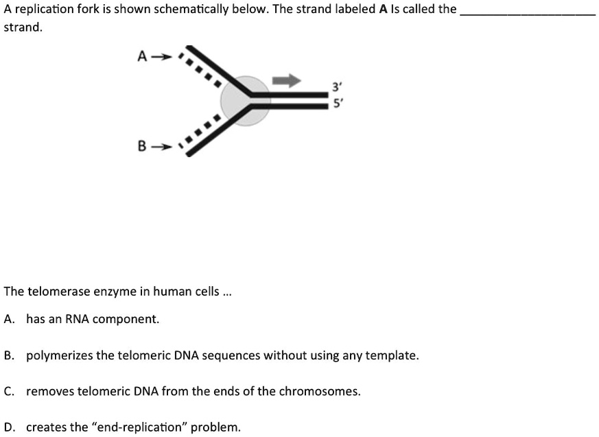 SOLVED: A replication fork is shown schematically below: The strand ...