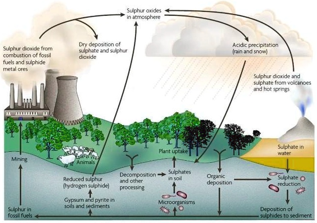 SOLVED: '4. Identify what biogeochemical cycle is being shown on the ...