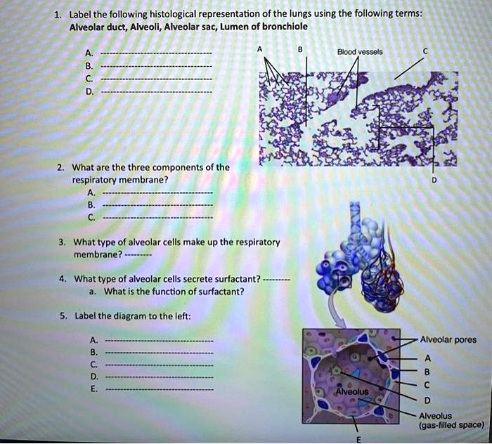 1. Label the following histological representation of the lungs using ...