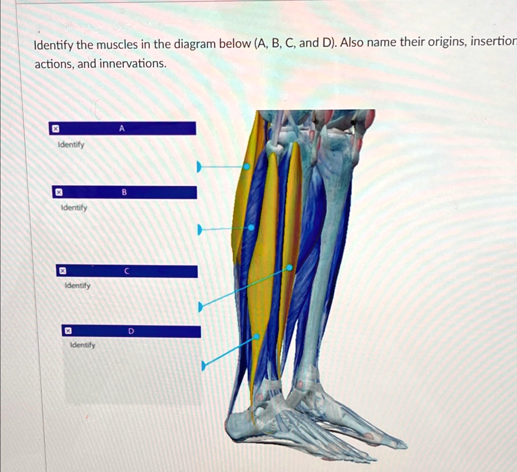 Identify the muscles in the diagram below (A, B, C, and D). Also name ...