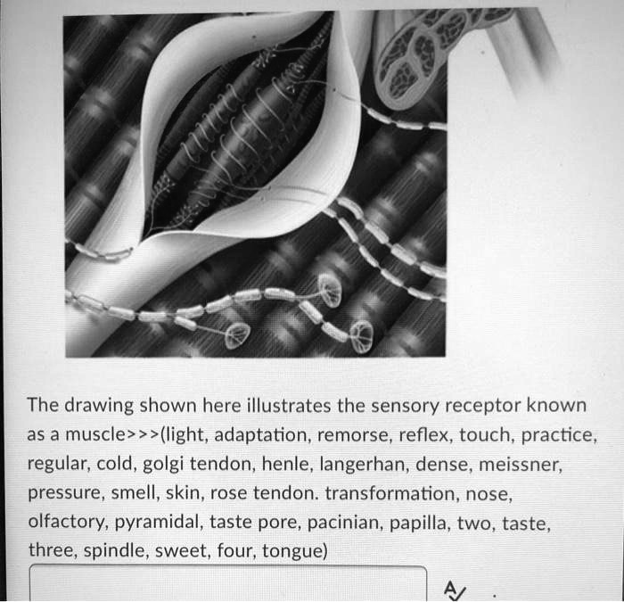the drawing shown here illustrates the sensory receptor known as a ...