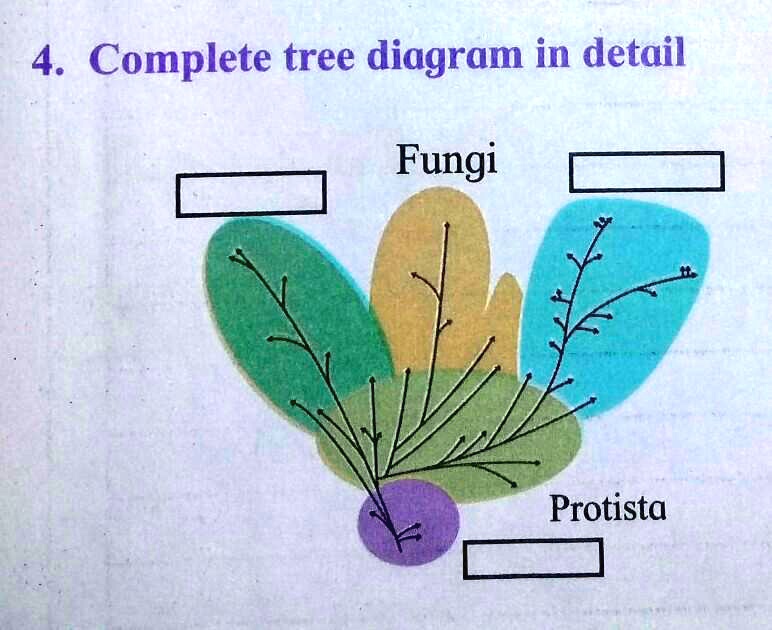 complete diagram in detail 4 complete tree diagram in detail fungi ...